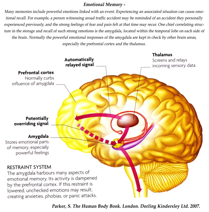 What is Trauma? | Pathways Of Mine(d)