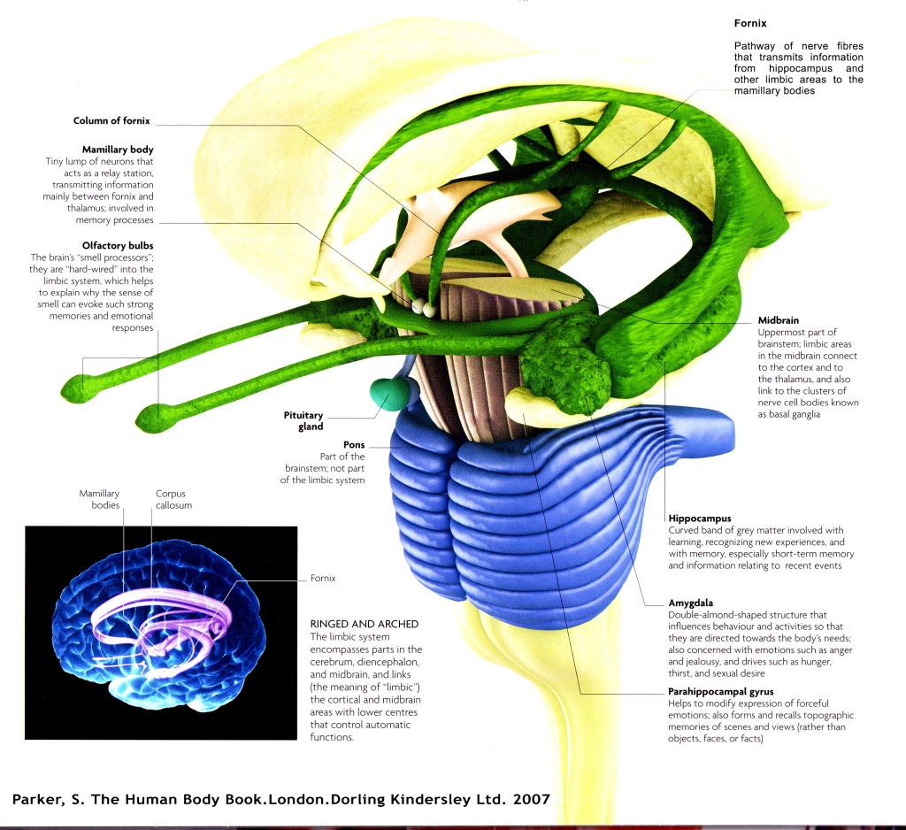 The Limbic System – Diagram | Pathways Of Mine(d)